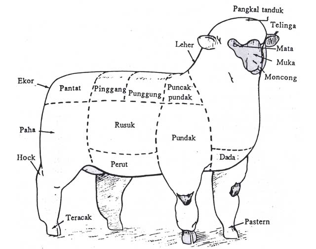 Seleksi Pada Ternak Domba