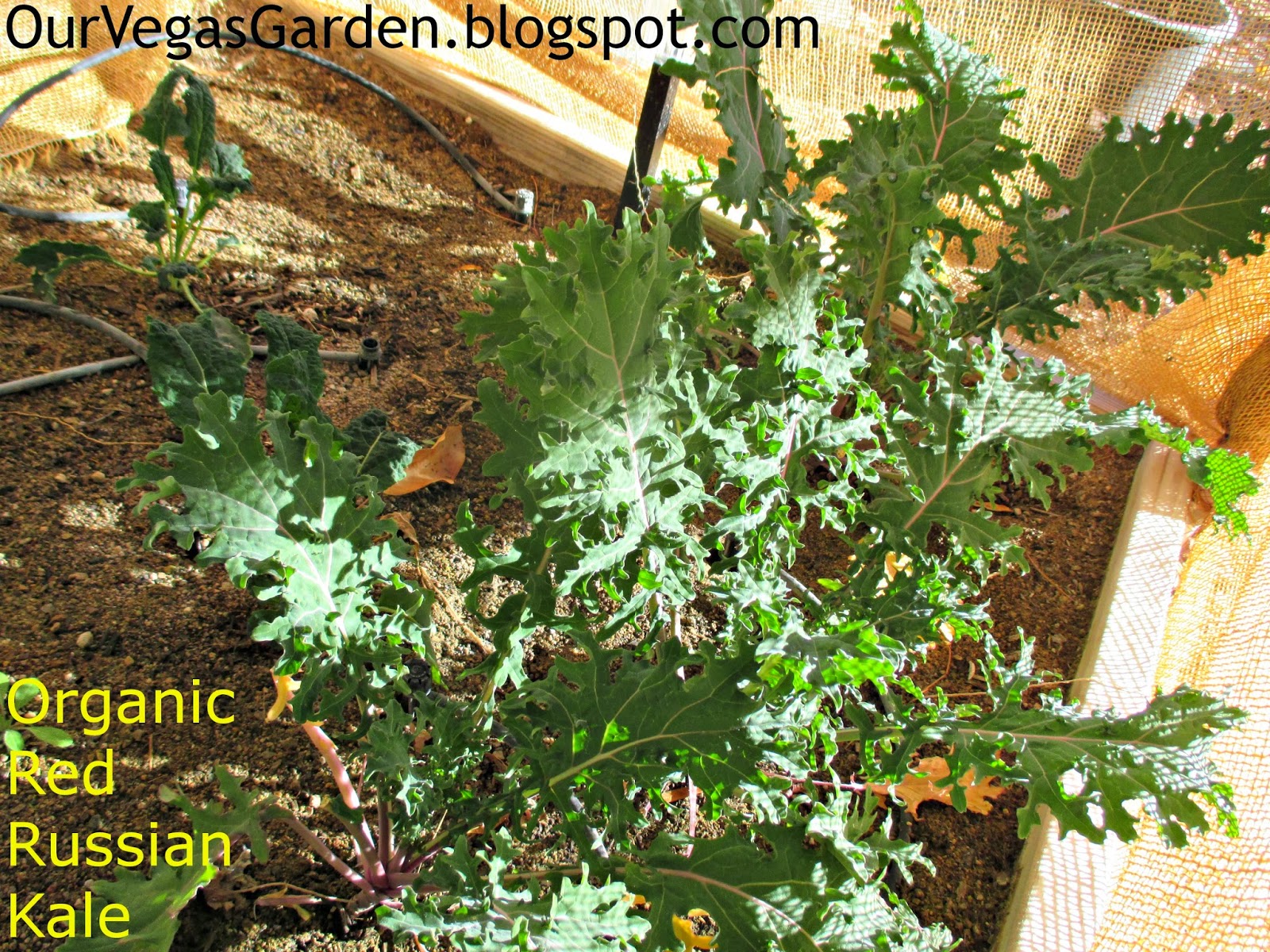 Desert Organic Farming: Organic Outdoor Winter Kale and Parsley