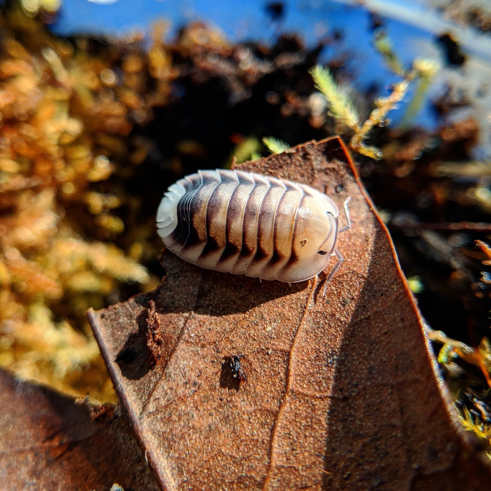 Cycloptic Exotics Availability