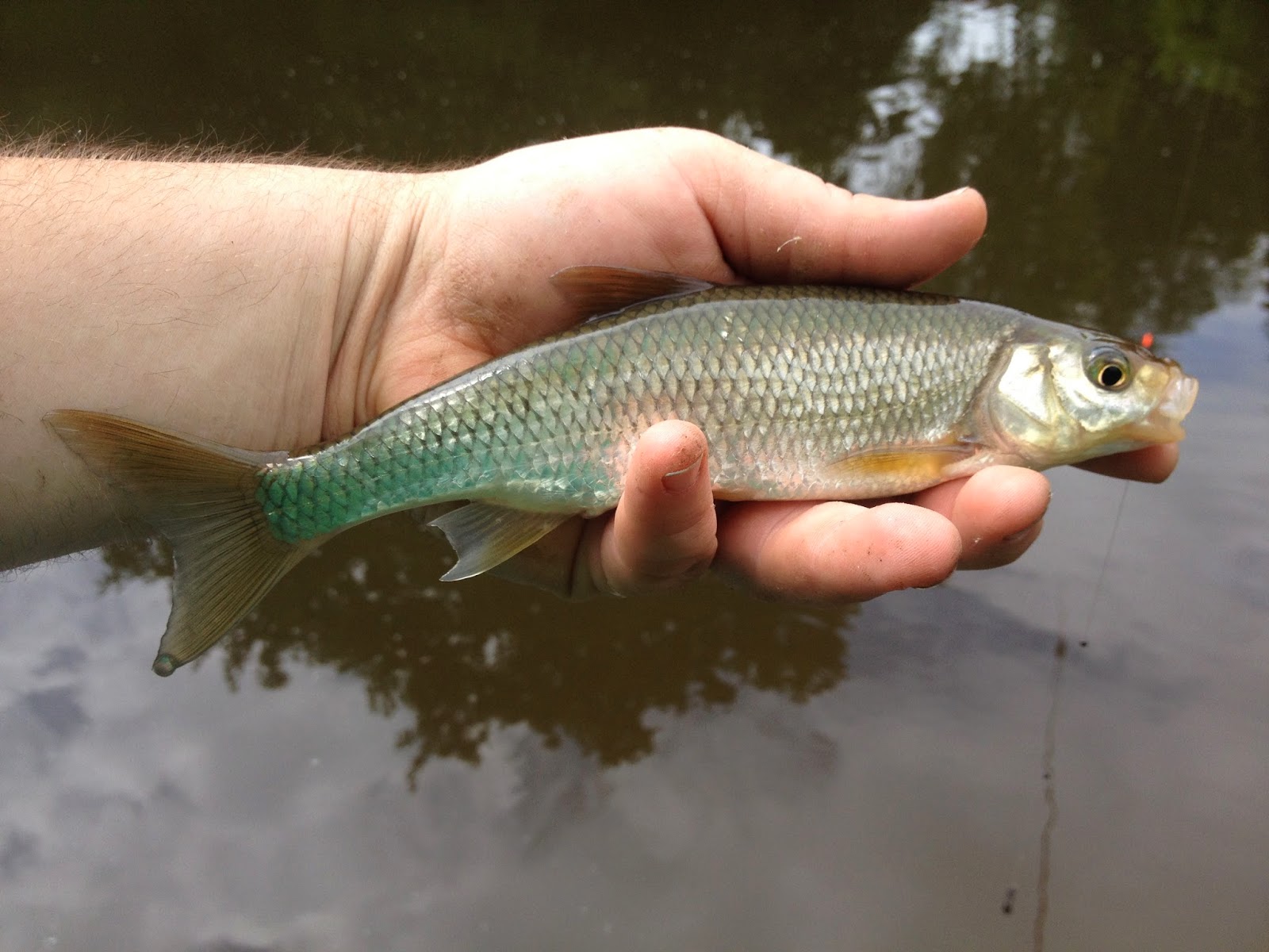 Danny's Angling Blog: Stickfloat Fishing the River Dane: New Area Explored