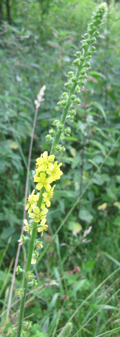 Il Giardino della Terra: AGRIMONIA