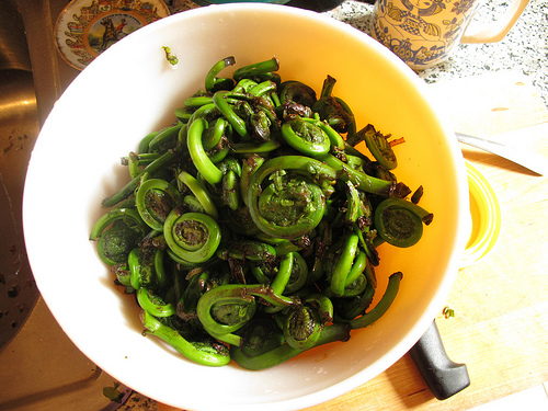 Fiddleheads: A Maine Delicacy