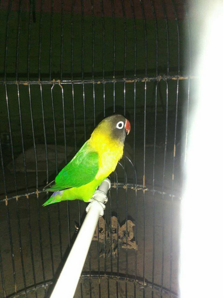 10 Gambar lovebird Dakocan dan harga terbaru - Sukses-Lovebird&Kenari