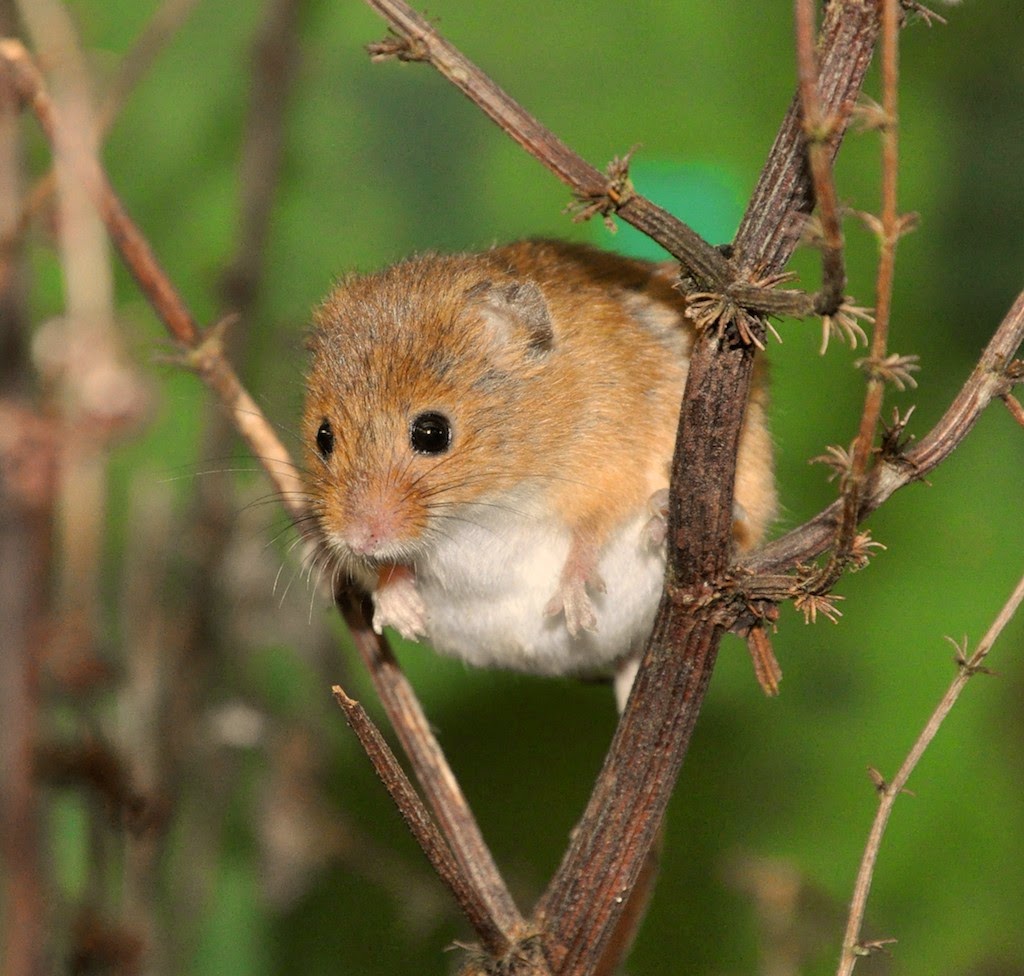 Matt's Photos: Harvest Mice