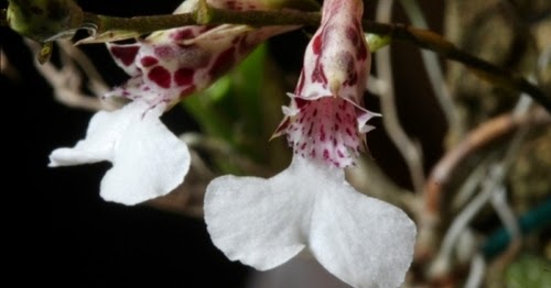 Grupo Orquideófilo del Norte Santafesino: Rodriguezia decora