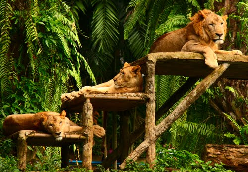 Ragunan Zoo ~ Malay Travel and Tour