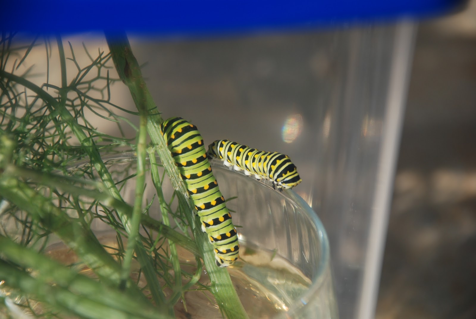 Gardens of Etsy: How to care butterfly cycle