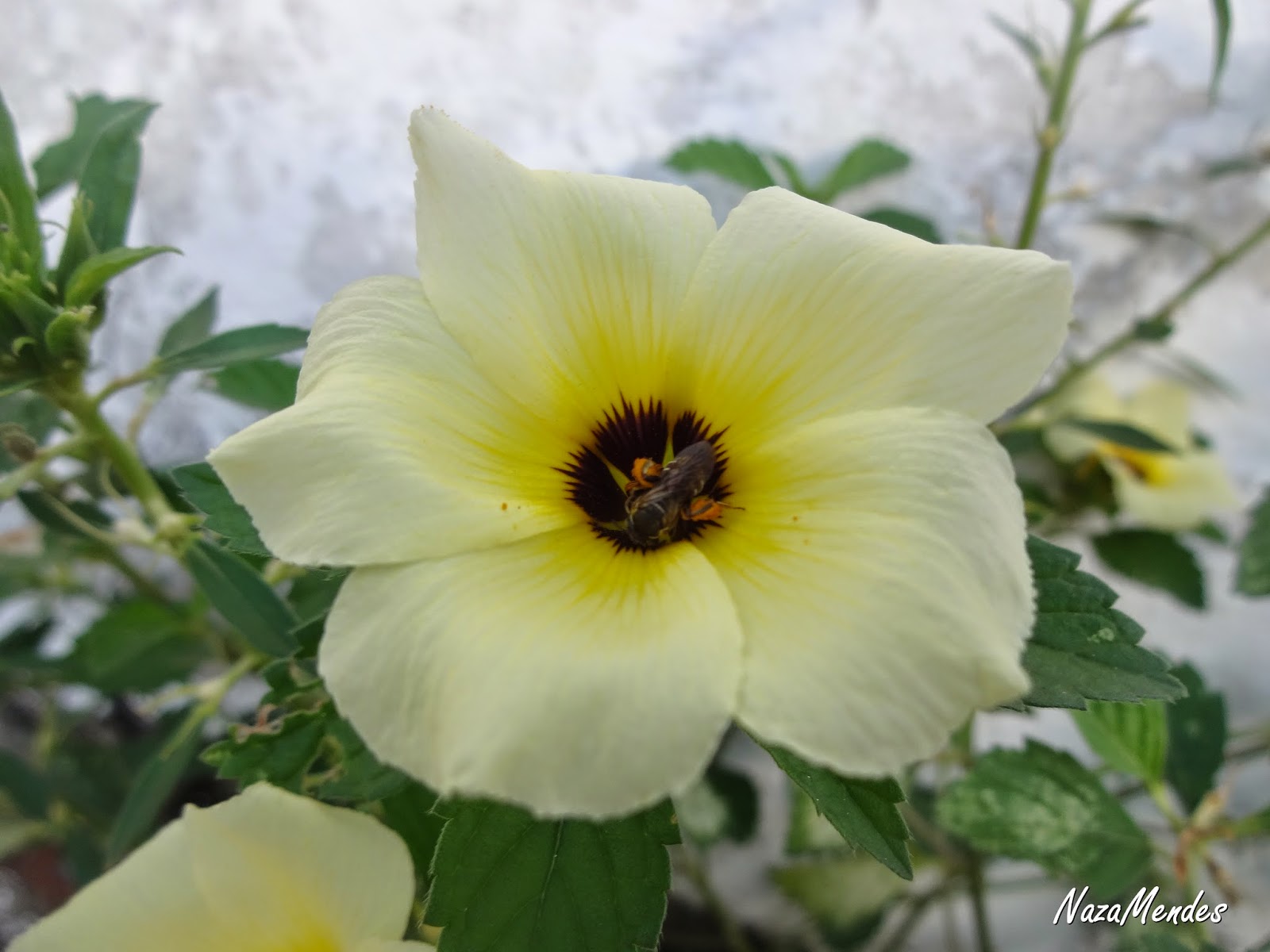 Brasil Insetos!!! Do Caçadores de Insetos!!!: Flor Chanana ou Xanana ...