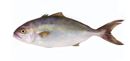 Jigspinningcanarias: El Medregal Canario