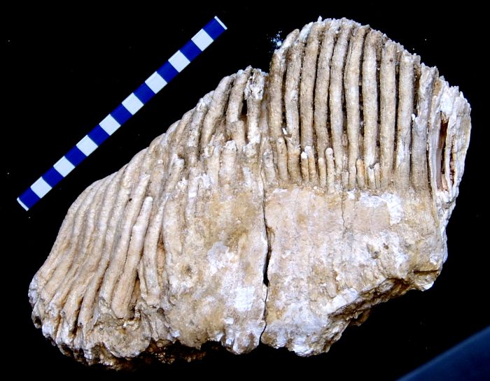 MAMUTUL LÂNOS de la FILIAȘI. În urmă cu peste 10.000 de ani, Mammuthus ...