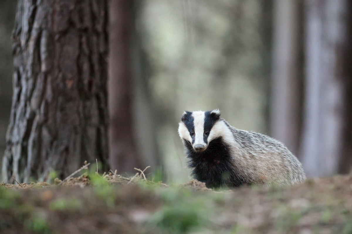 MYSLIVOST: JEZEVEC LESNÍ. Setkání v přírodě je zážitek