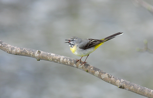 Yorkshire Wildlife Photography Blog: Photographing River Birds in the ...