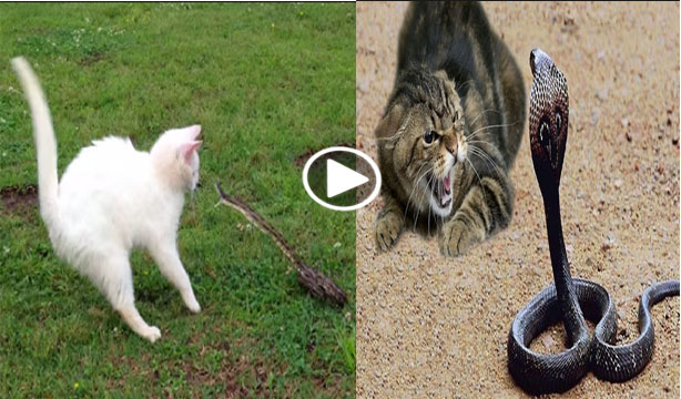 Cat Attack Snake - Blogsupermovie