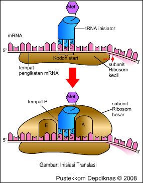 Proses Sintesis Protein Fase Translasi ~ Muhammad Bahrul Ulum