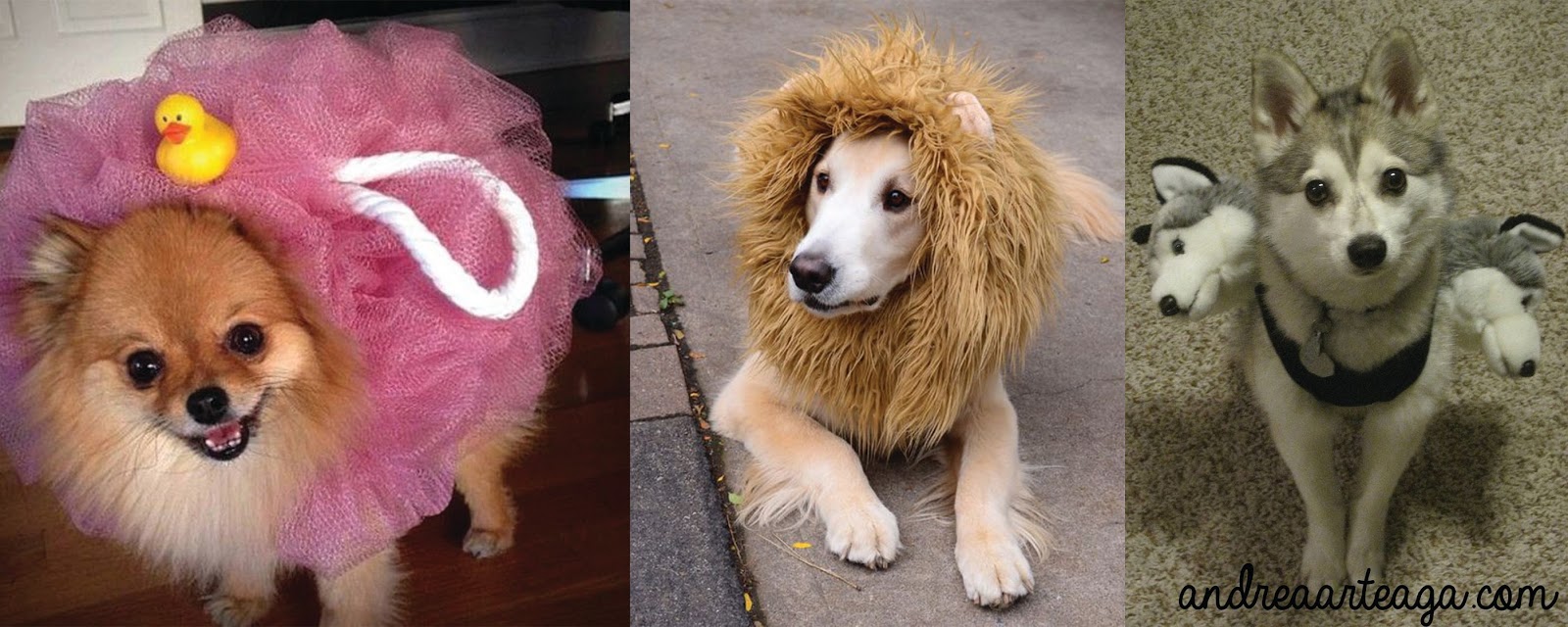 32 Ideas para disfrazar a tu perrito en Halloween - adrxea