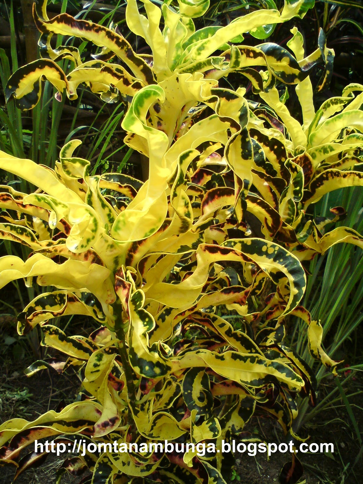 JENIS-JENIS BUNGA: Juli 2012