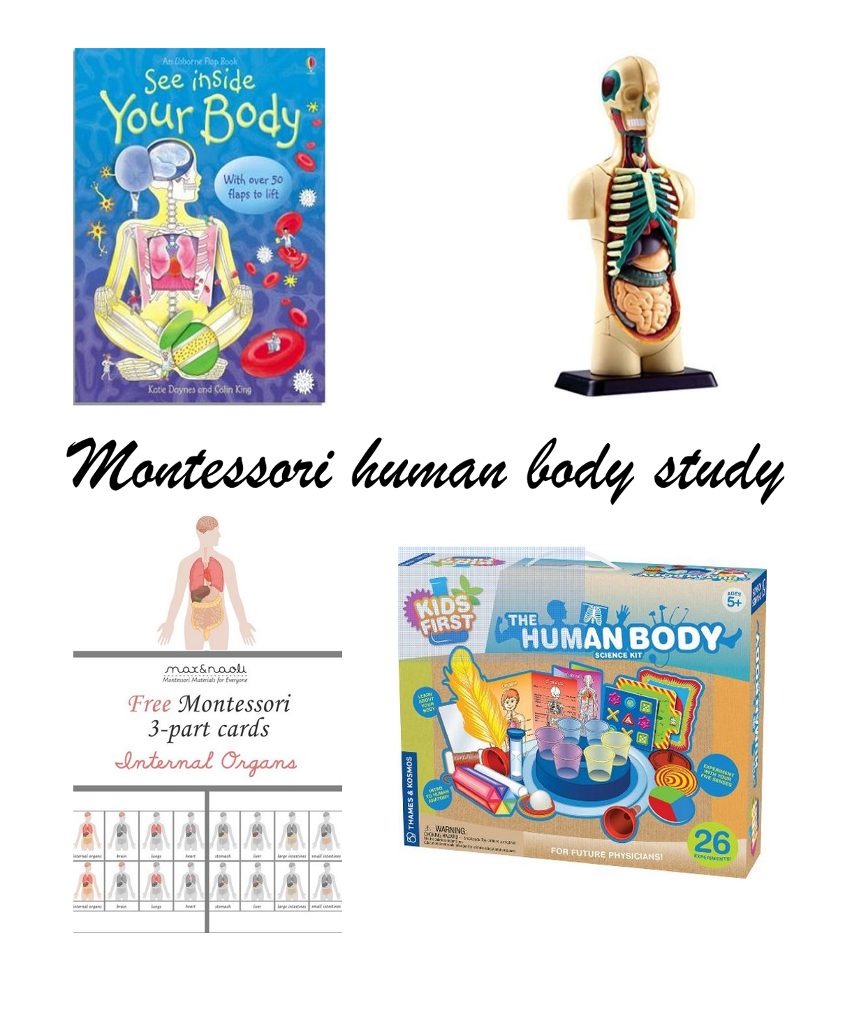 Montessori City Home: Montessori human body anatomy study