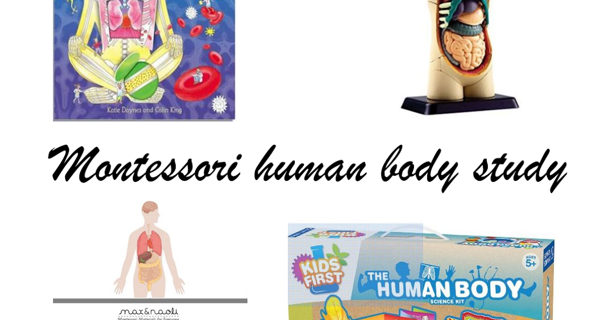 Montessori City Home: Montessori human body anatomy study