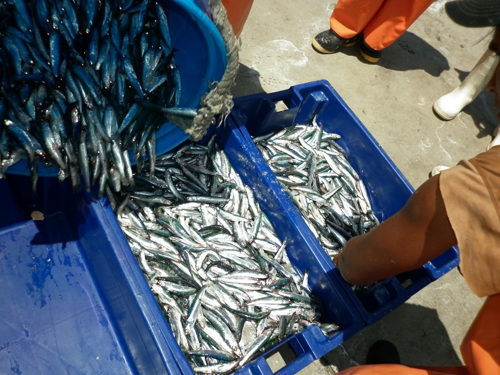 Perú Hidrobiológico