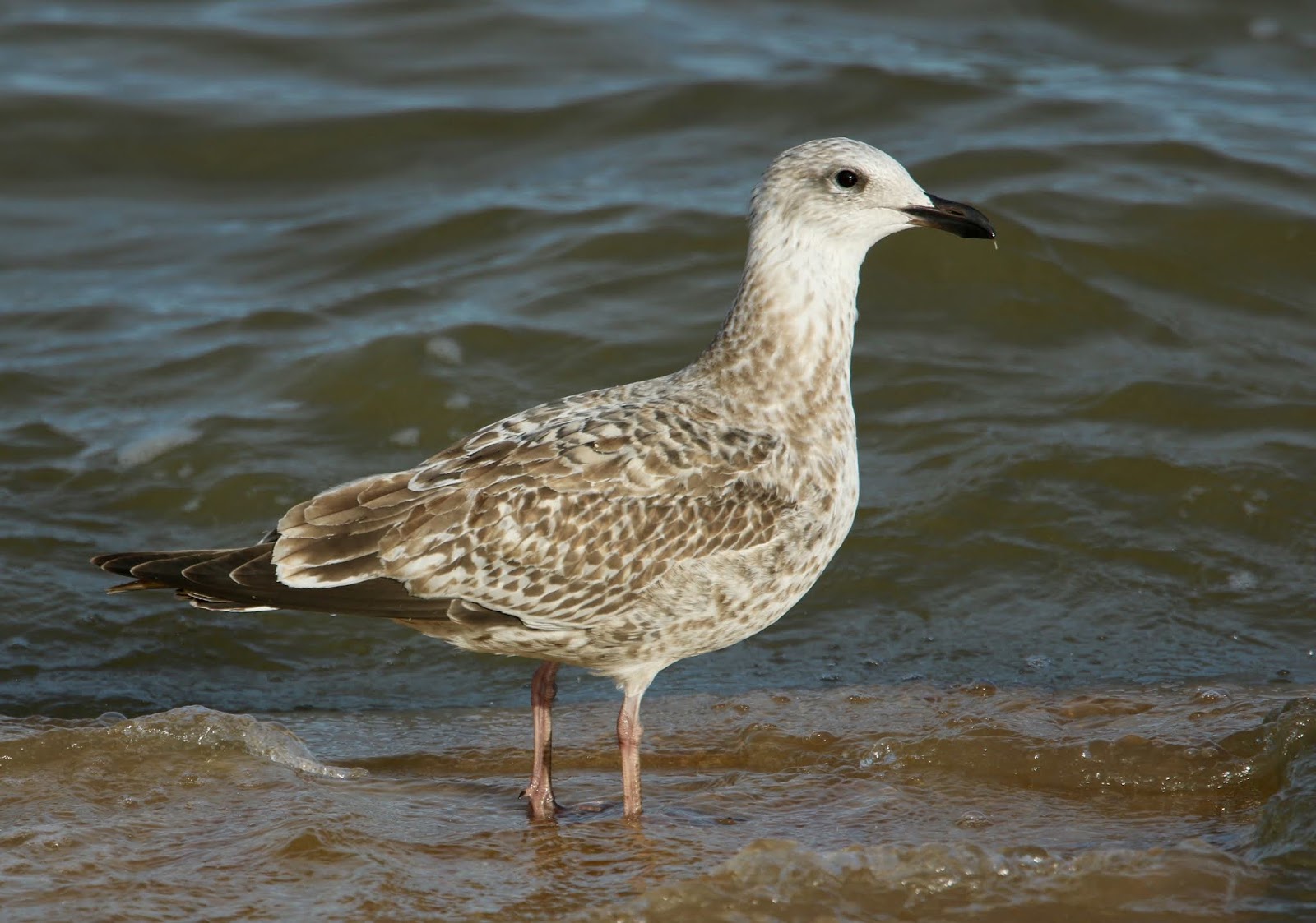 Lowestoft Birding: 2019