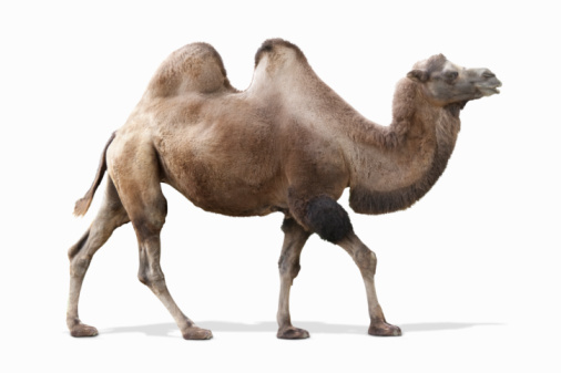 binatang: Sekilas Tentang Onta