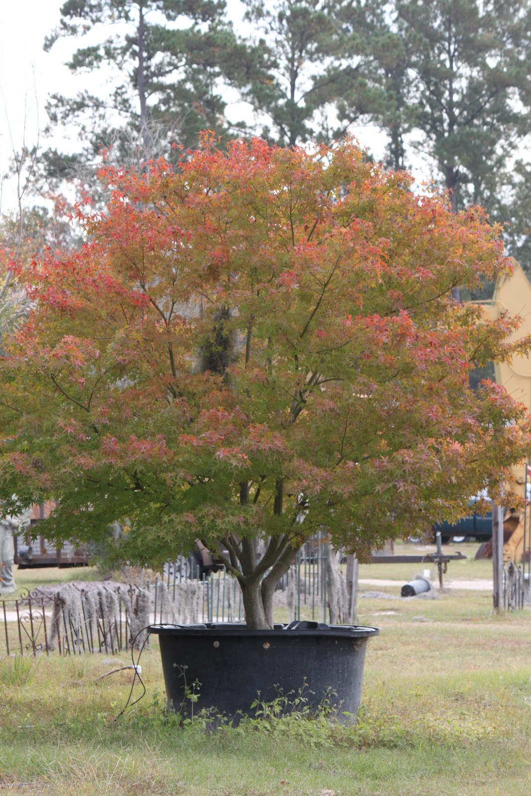 Savannah's Secret Gardens: Japanese Maples " MoonGlow"