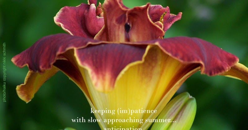 What's happening? | Daylily Blog about The Now. | a girl and her garden ...