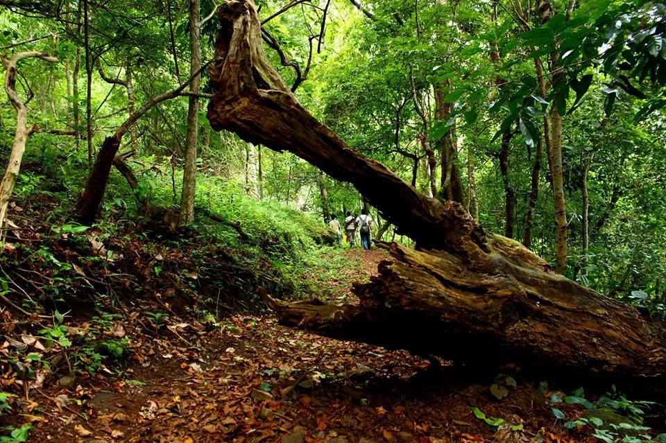 കാടിന്റെ തണുപ്പും കാഴ്ചകളുമായി ചിമ്മിണി വൈൽഡ് ലൈഫ് - Chimmini Wild Life ...