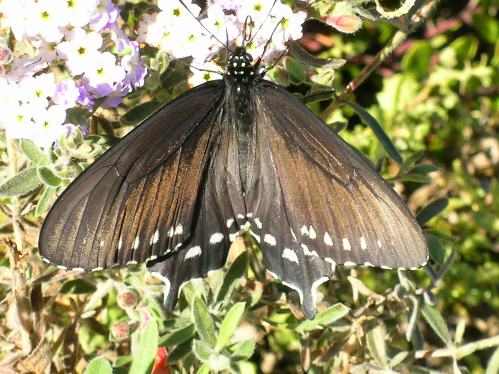 Berkeley Butterfly Blog: Female Pipevine Swallowtail