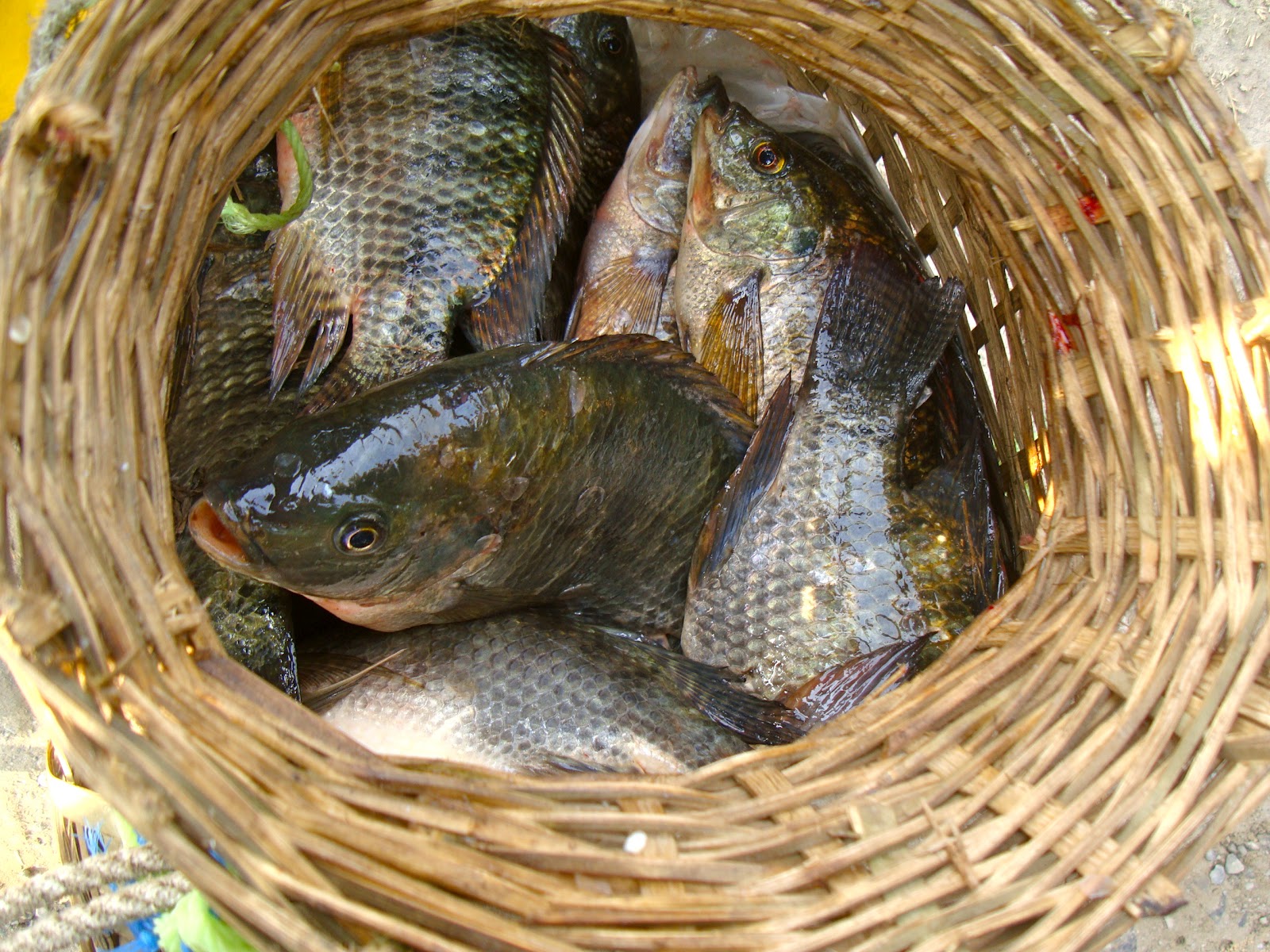 Taste of Nepal: May 2012