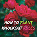 How to Plant Knockout Roses | Grow Your Own Garden