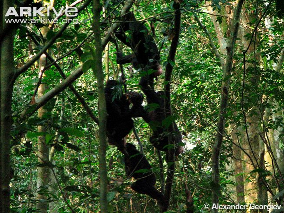 Let's Talk Primates: Potential innate difference in tool use between ...