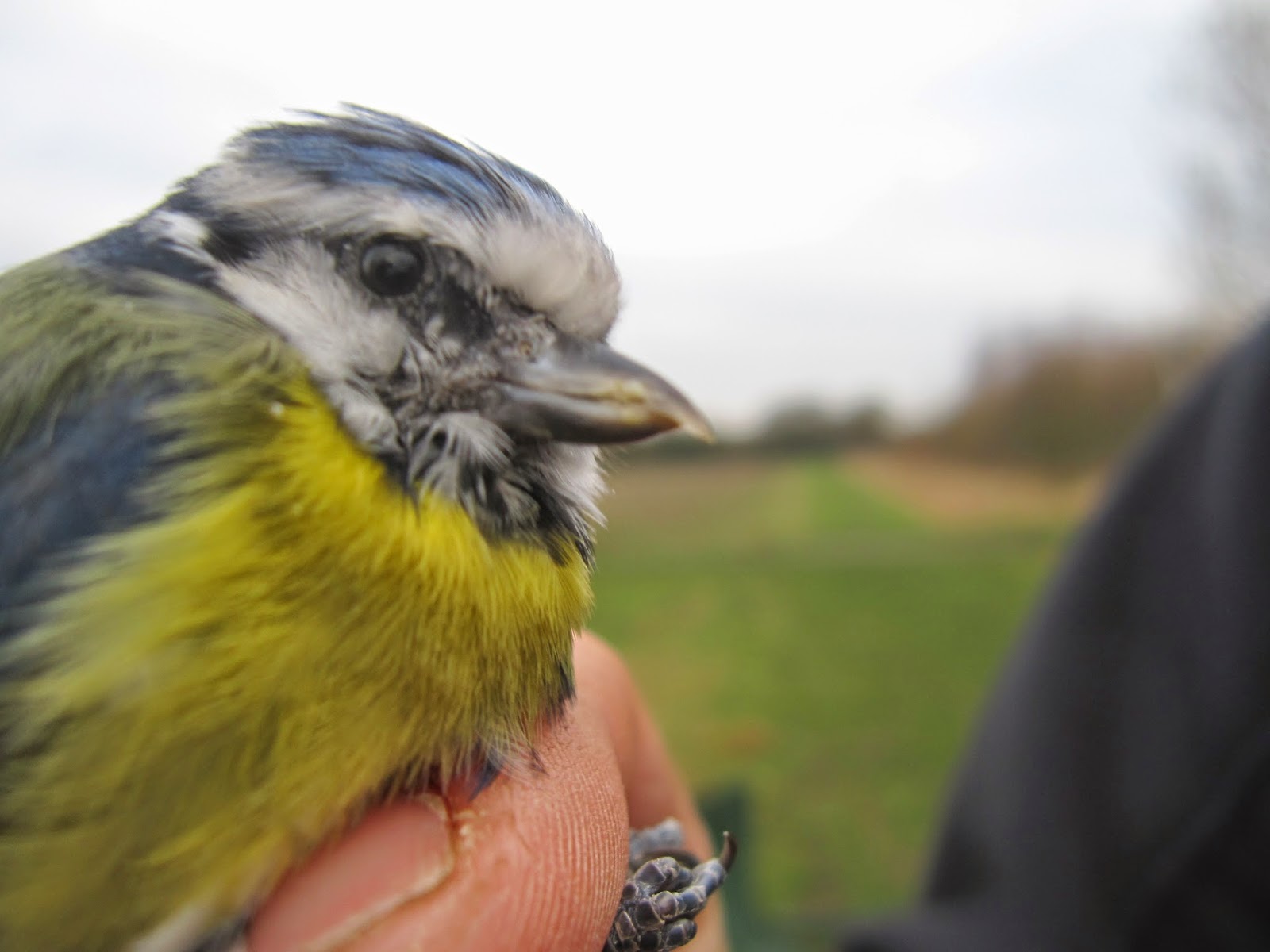Wilde About Birds: New Willow Tits and a Deformed Beak