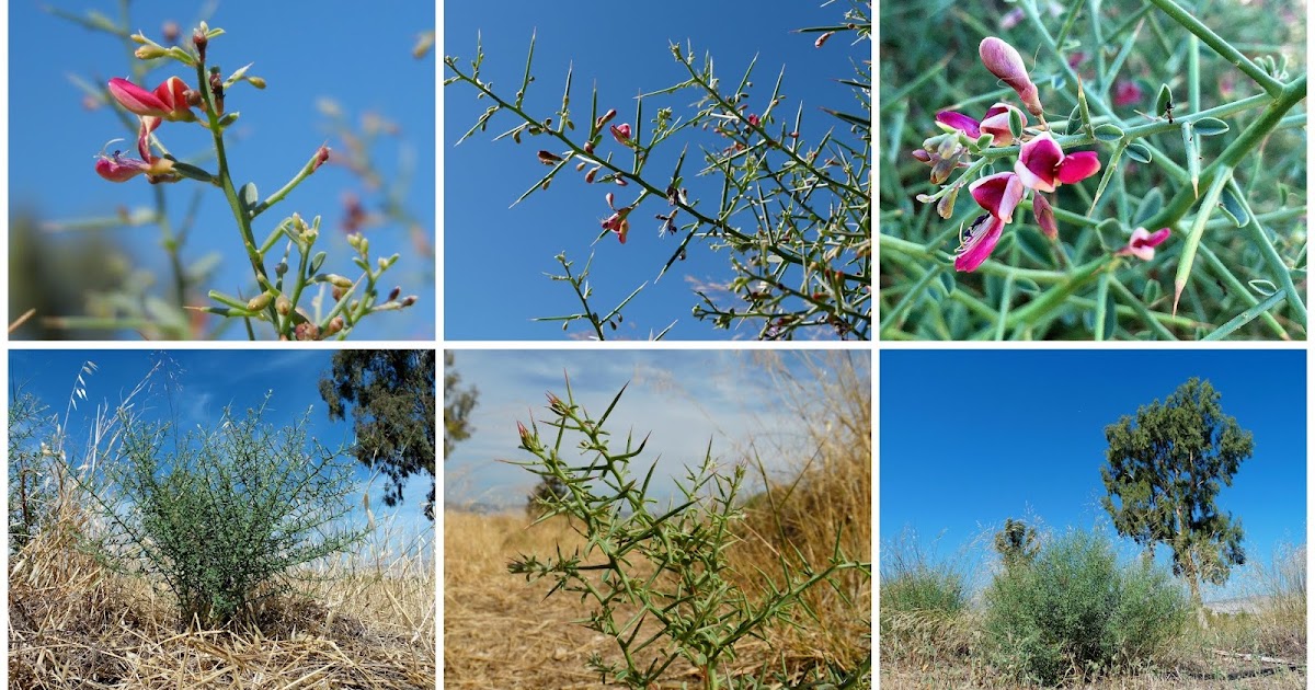 Λόφος Φιλοπάππου / Filopappos Hill: Alhagi graecorum