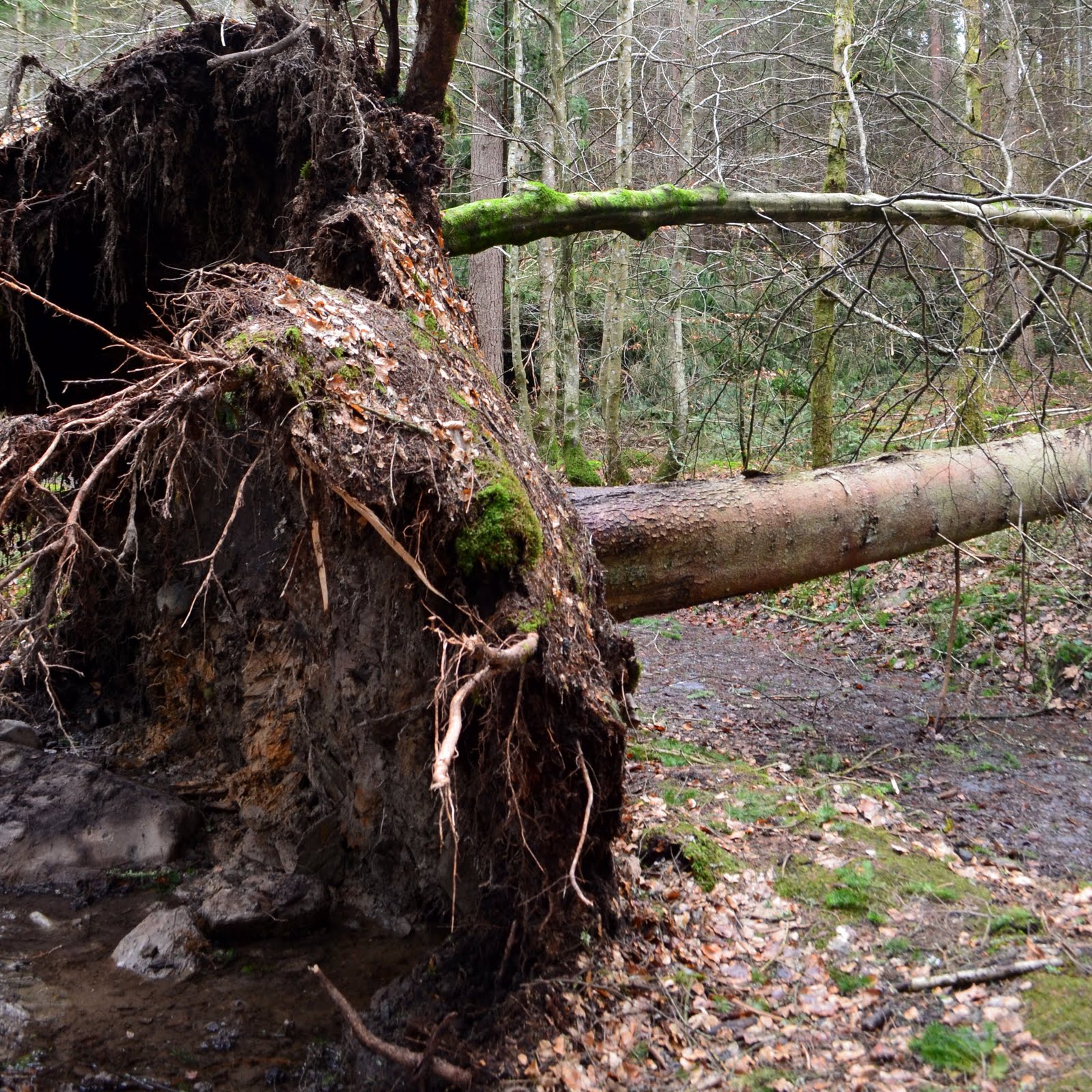 Tour Scotland: Tour Scotland Video Photographs Storm Damage Hermitage ...