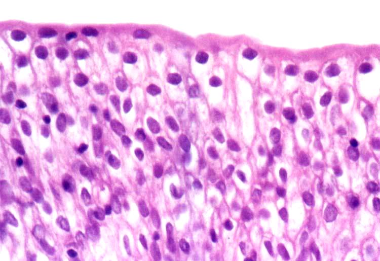el moderno prometeo: Breve introducción al tejido epitelial.