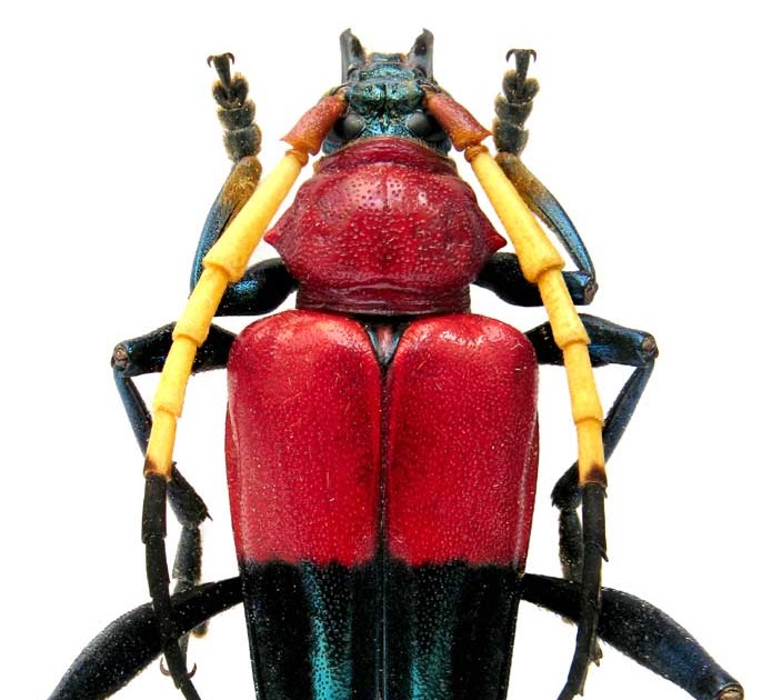 Variety of Life: Cerambycidae