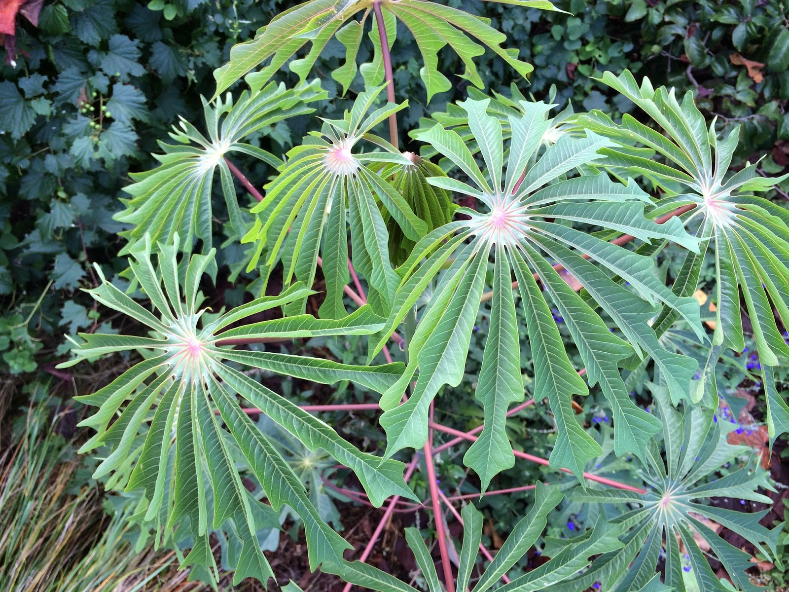 Trees of Santa Cruz County: Manihot grahamii - Hardy Tapioca