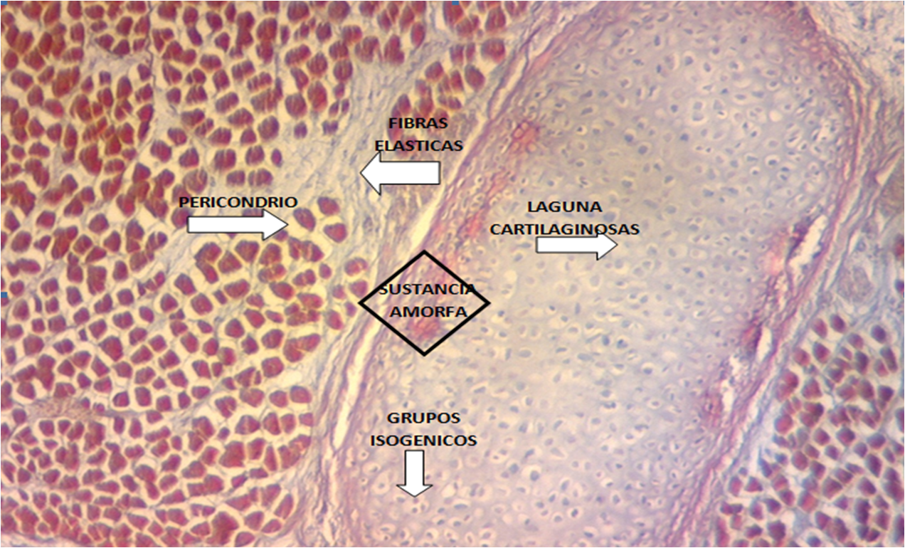 TEJIDO MUSCULAR Y CARTILAGINOSO: TEJIDO CARTILAGINOSO