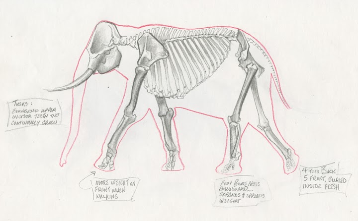 Sandy Scott Art: #495 In the field: Africa . . . Elephant, con't