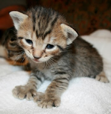 Polydactyl Cat | The Life of Animals