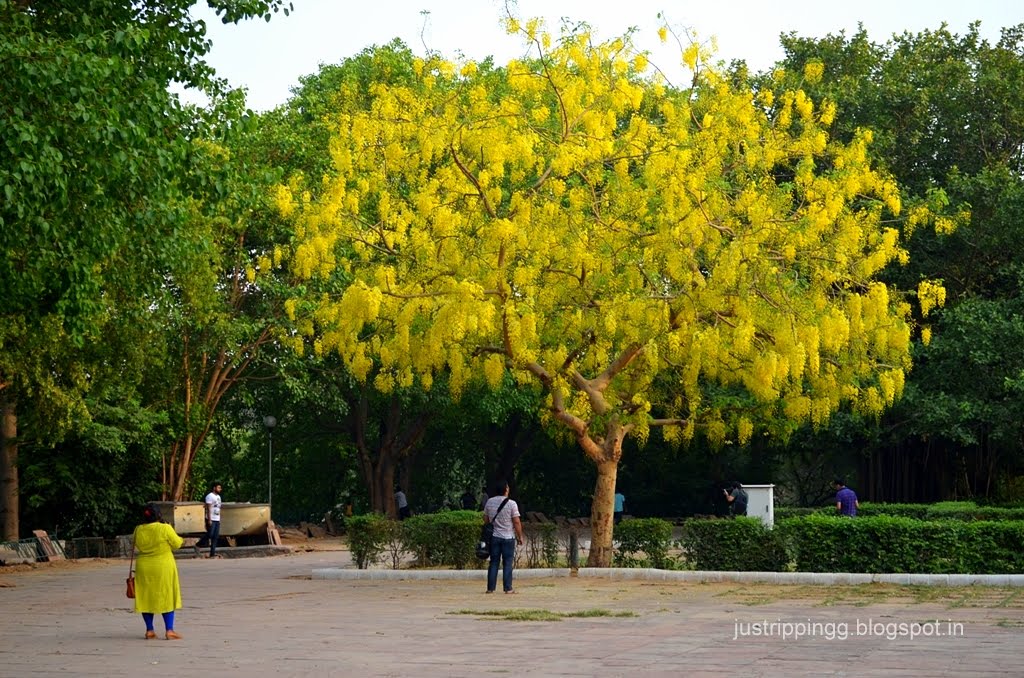 Just Tripping!: Love in the Times of Amaltas