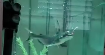 Paroon Sharks Guide: Diet