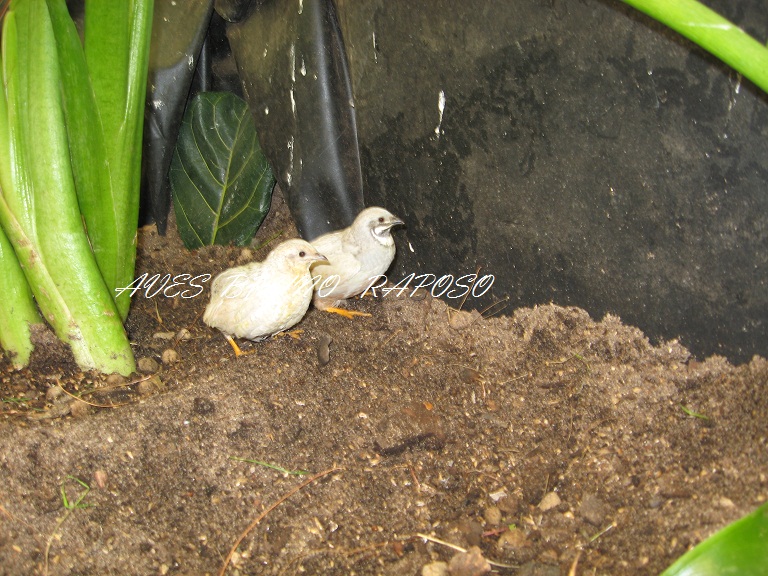 AVES RAPOSO: Codorniz da China