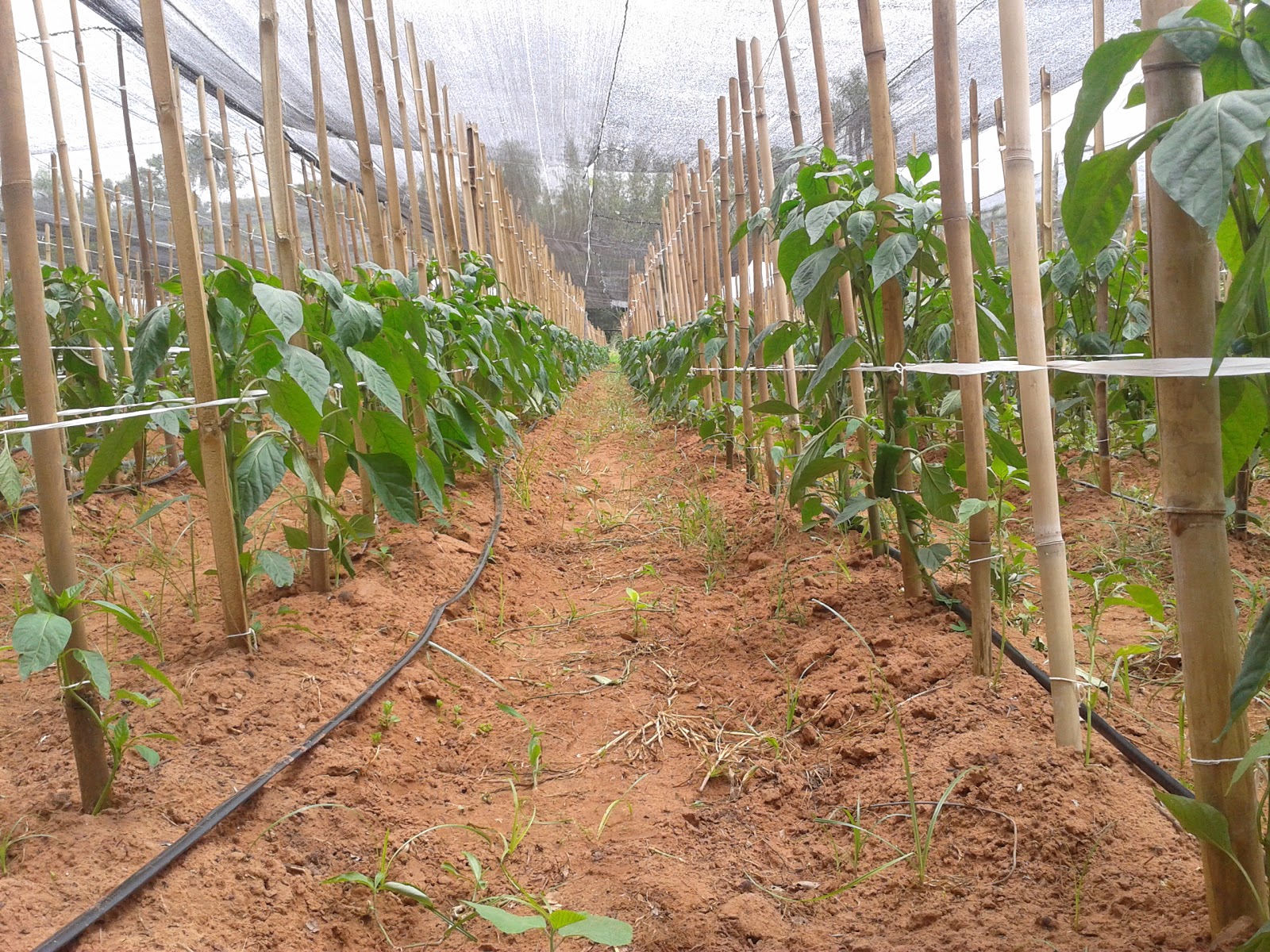 Paraguay: un milagro americano!: Locote paraguayo con calidad de ...