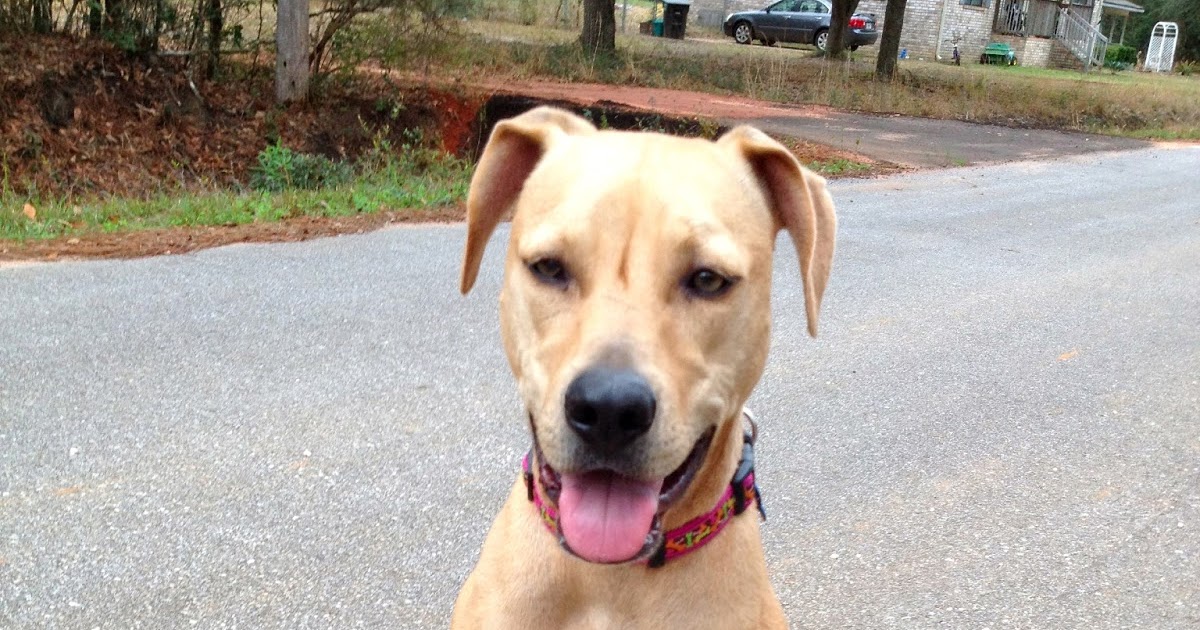 The Dog Behind The Blog | Anchors Aweigh