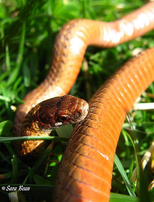 Our Beautiful World: Beautiful red snakes