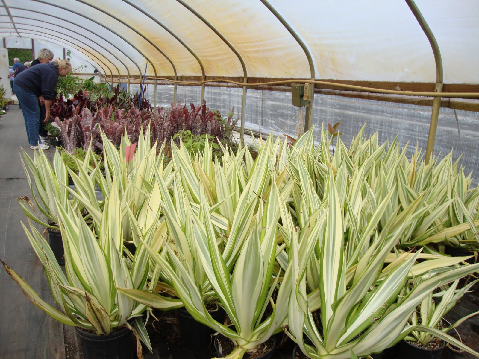 danger garden: Rapture Day at Rare Plant Research