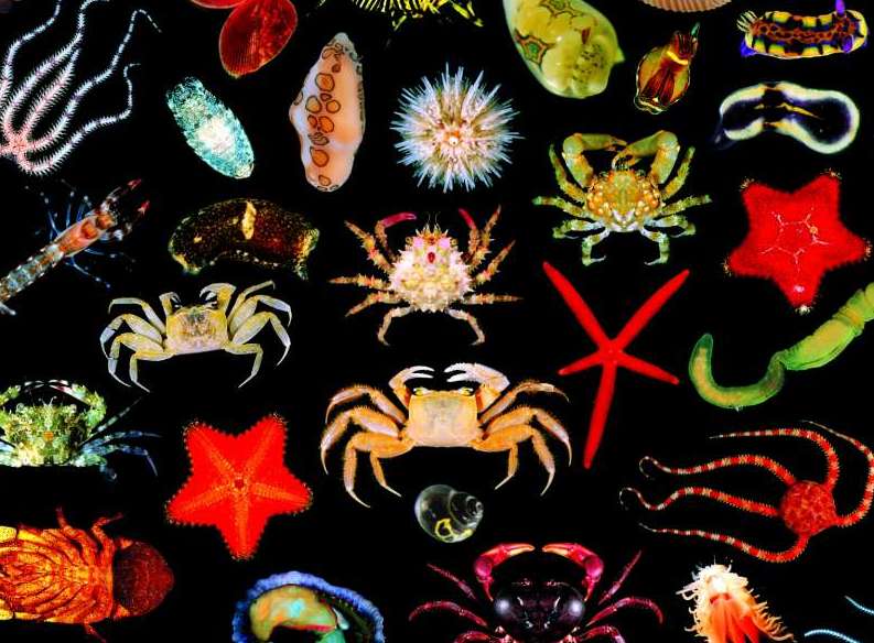 EKOGEO: KRUSTASEA : IVERTEBRATA DI PERAIRAN DANGKAL