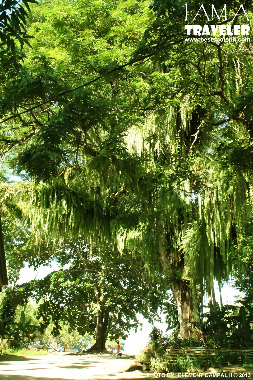 AVATAR TREE, SURIGAO DEL SUR: BATTLE FOR THE TREE OF LIFE - BEST SPOTS PH